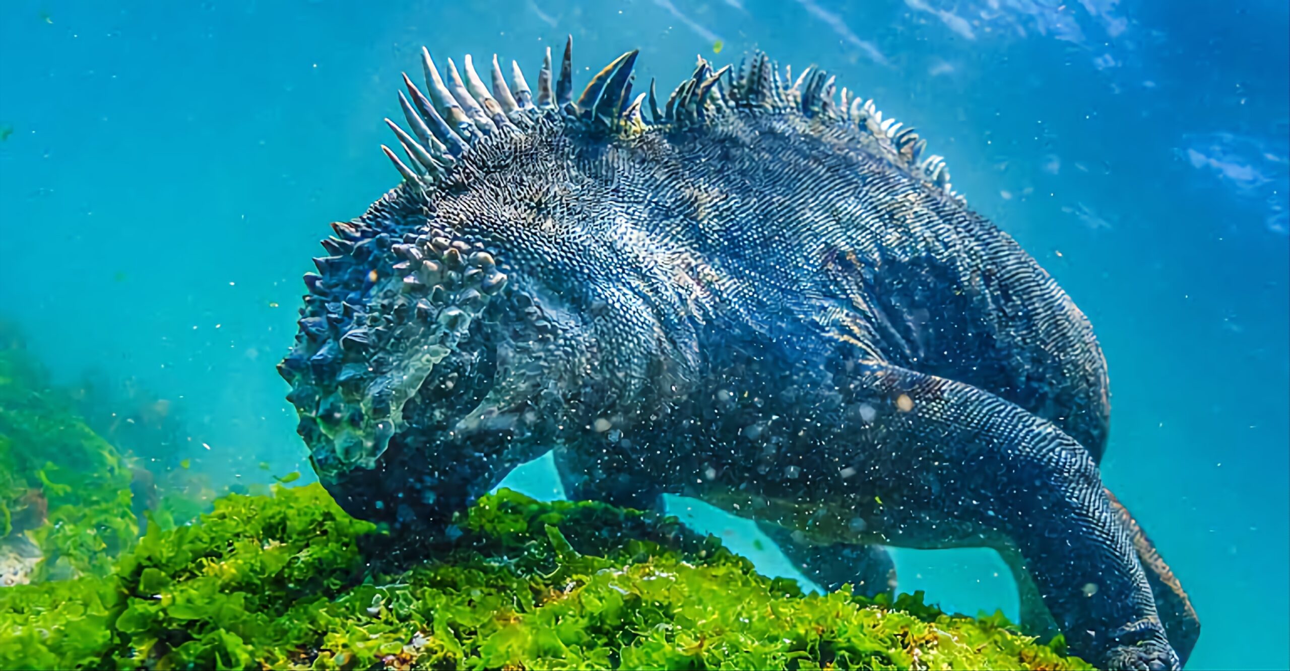 Islas Galápagos, un santuario de biodiversidad